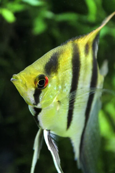 Scalar Stock Photos, Royalty Free Scalar Images | Depositphotos®