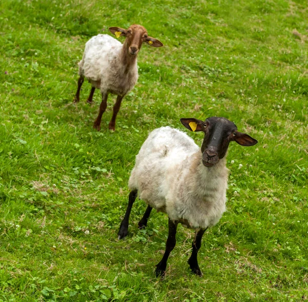 Small ruminants Stock Photos, Royalty Free Small ruminants Images ...