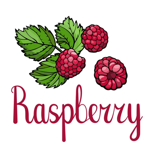 15,426,742 Raspberry logo Vector Images | Depositphotos
