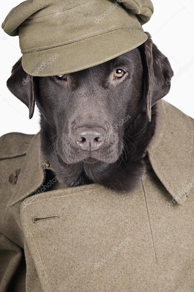 Labrador Retriever Soldiers