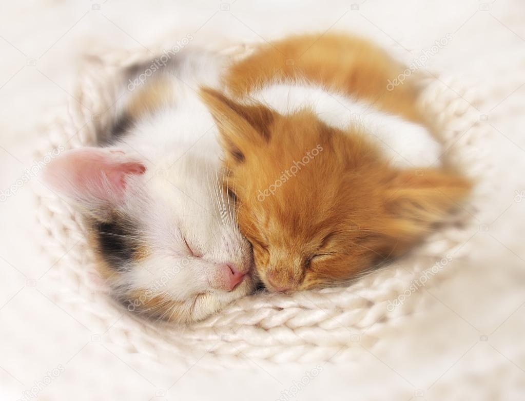 Two sleeping kittens — Stock Photo © azzzya #79140822