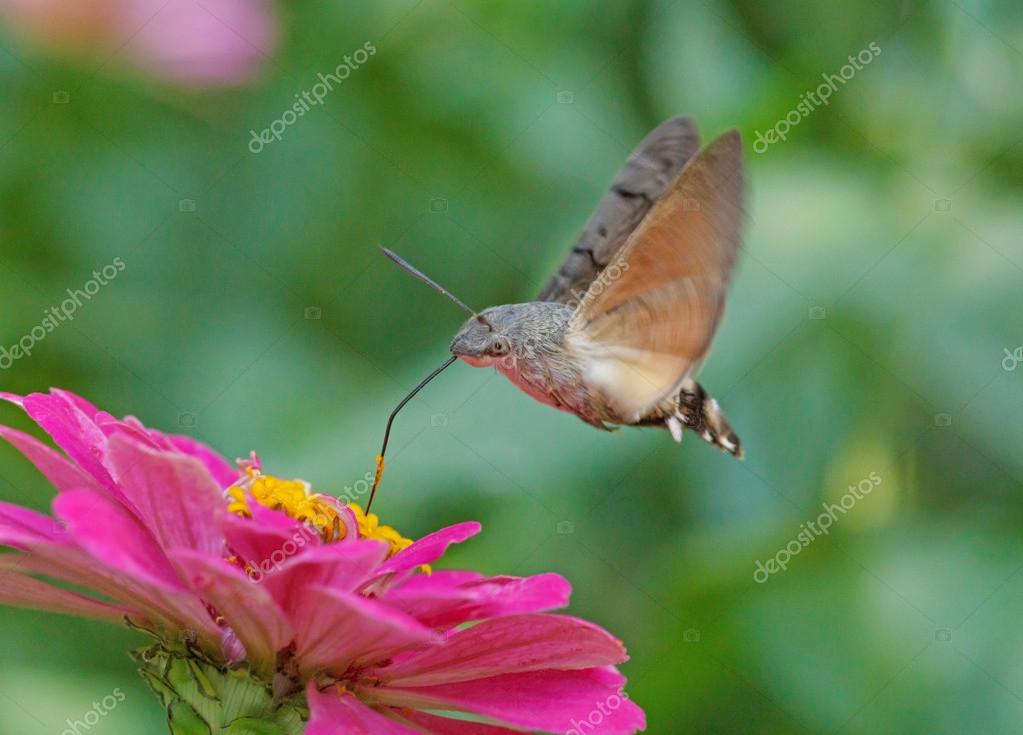 Hawk moth flying above purple flower — Stock Photo © romantiche #118446996
