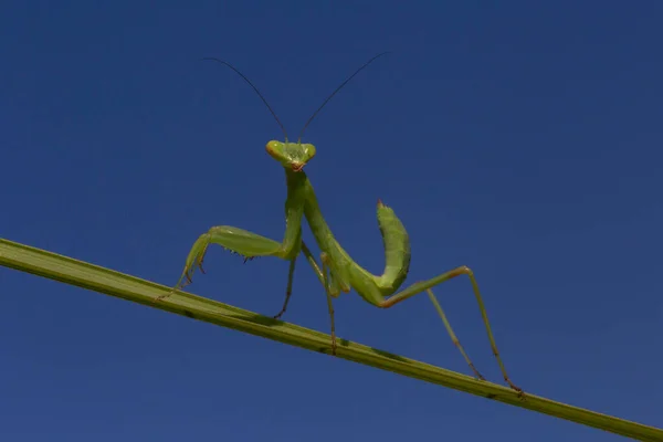 Giant african mantis Stock Photos, Royalty Free Giant african mantis ...
