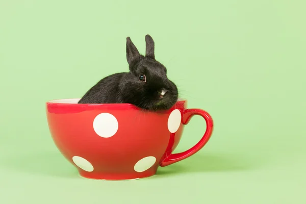 Rabbits in cup Stock Photos, Royalty Free Rabbits in cup Images ...