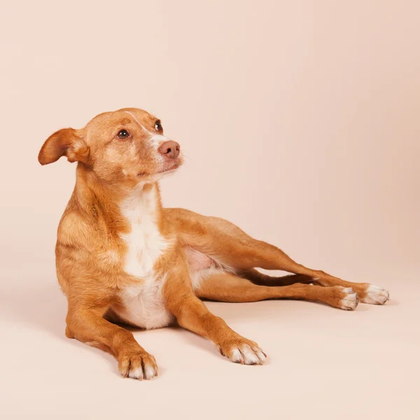 Andalusian hound Stock Photo by ©ivonnewierink 71880799