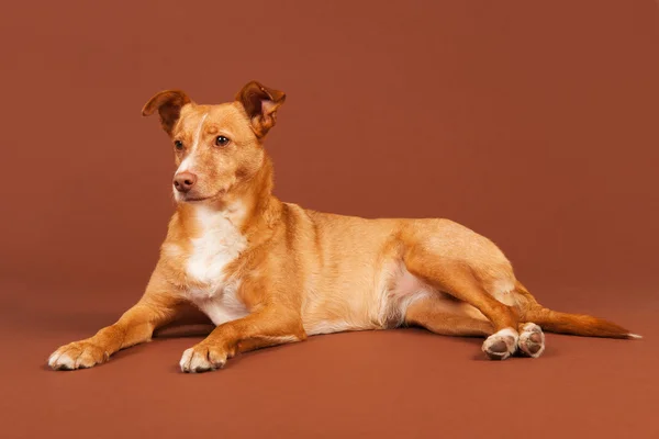 Andalusian hound Stock Photo by ©ivonnewierink 71880799