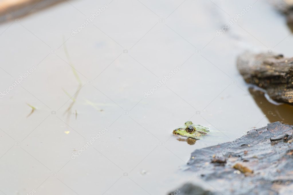 :Pool frog in water — Stock Photo © ivonnewierink #96413360