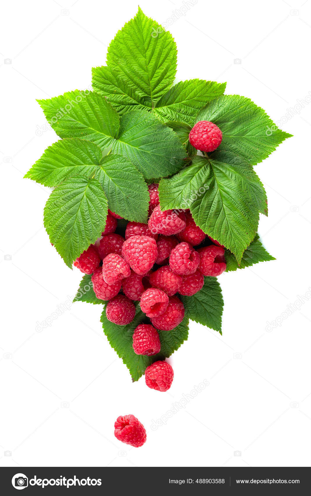 Fresh Raspberries Leaves Isolated White Background — Stock Photo ...