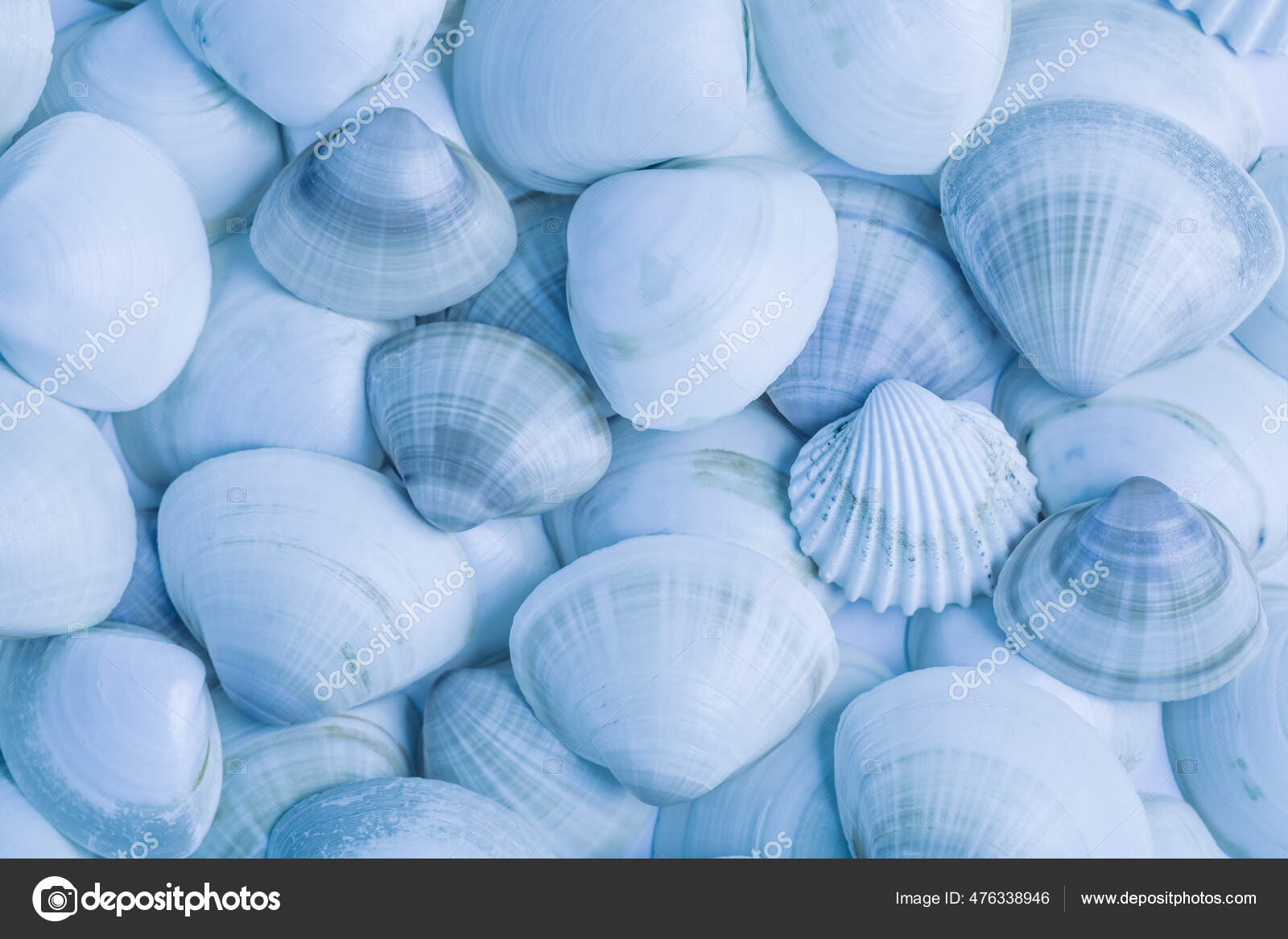 Collection Seashells Background Blue Tone Stock Photo by ©brebca 476338946
