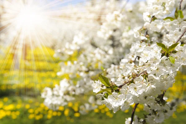 Sun rays at blooming apple tree - Stock Image - Everypixel
