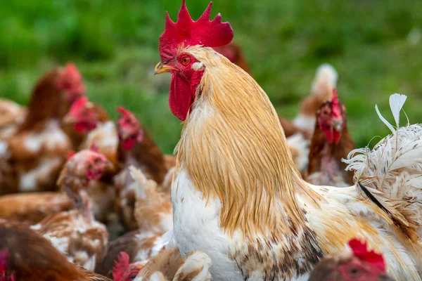 Free range Images - Search Images on Everypixel