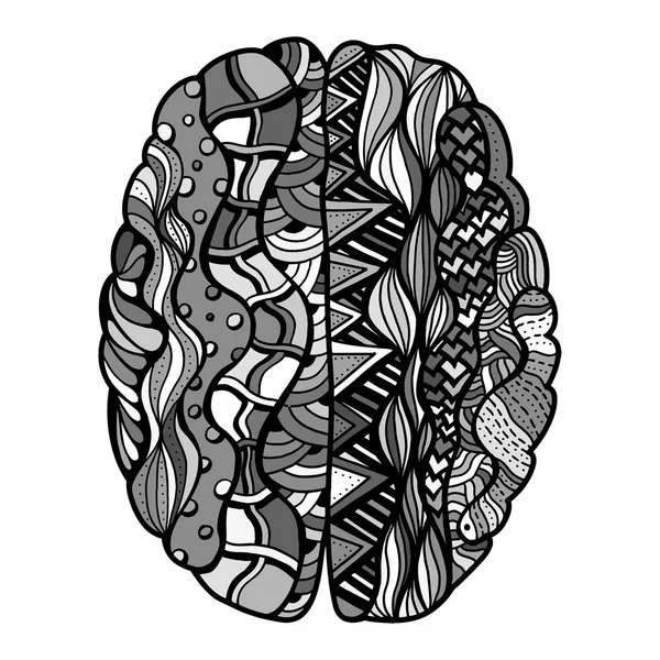 Human brain doodle decorative curves, creative mind, learning an Stock ...