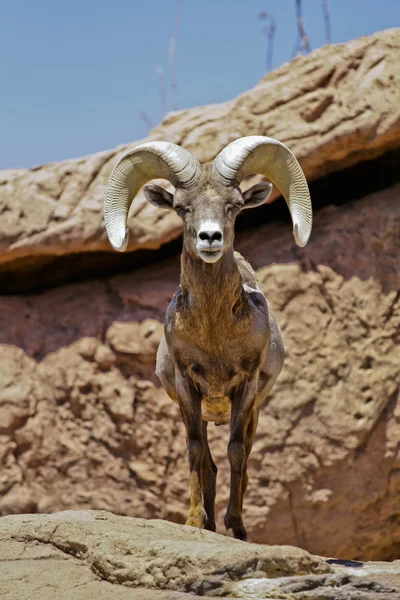 Desert bighorn sheep Stock Photos, Royalty Free Desert bighorn sheep ...