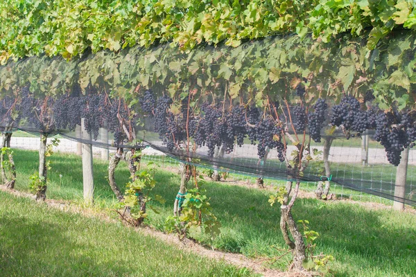Vineyard netting Stock Photos, Royalty Free Vineyard netting Images ...
