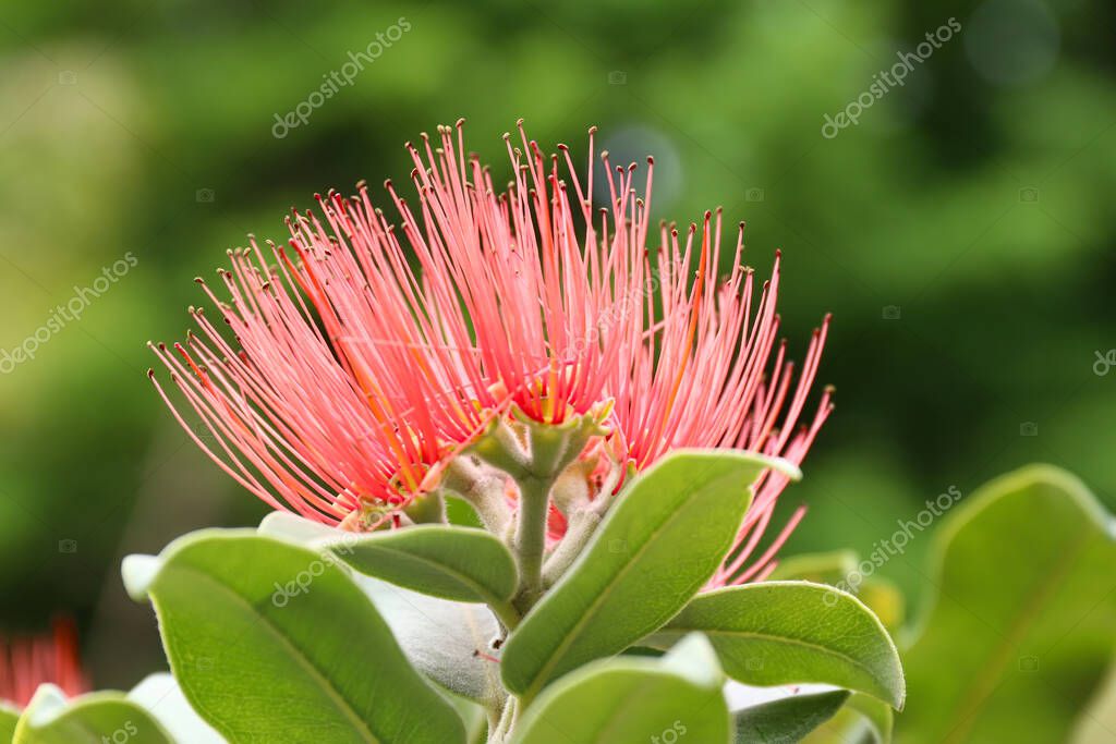 La floración del árbol de seda persa - albizia julibrissin - el detalle ...