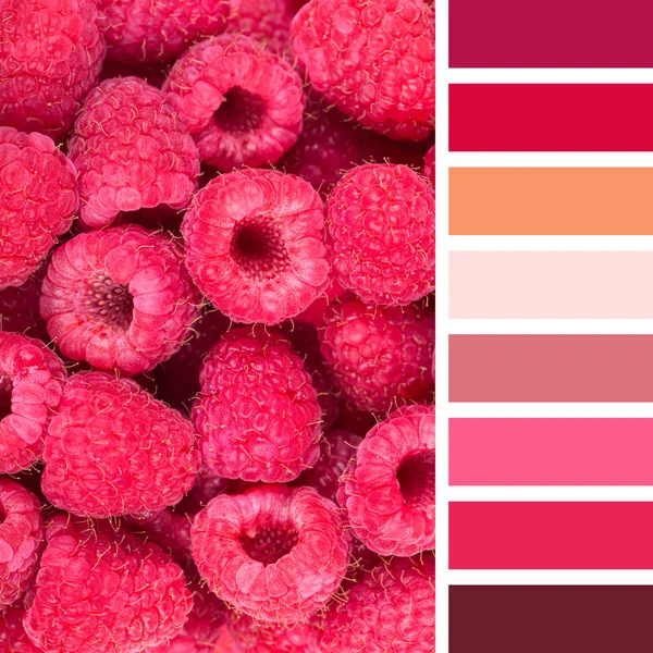 Raspberry Palette — Stock Photo © rixipix #30224179