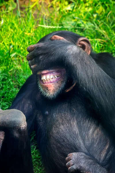 Monkey Laughing