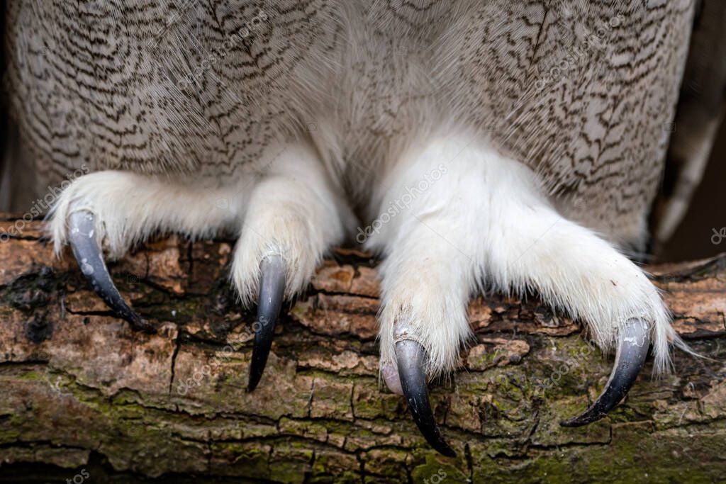 Primer plano de las garras de un búho siberiano, Bubo bubo sibiricus. 2022