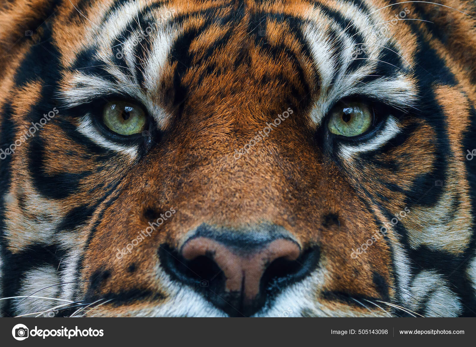 Front View Sumatran Tiger Portrait Sumatran Tiger Panthera Tigris ...