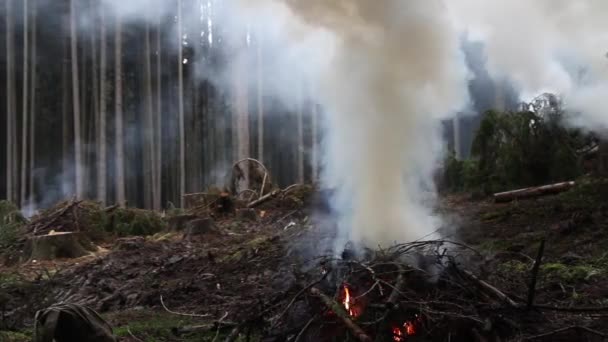 Burning spruce branches and rising smoke. Cleaning the forest. — Stock ...