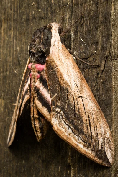 Silk worm moth Stock Photos, Royalty Free Silk worm moth Images ...