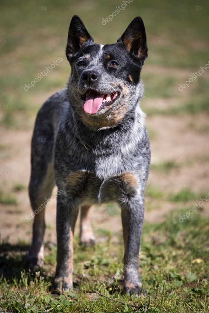 Australian Cattle Dog Wags Its Tail