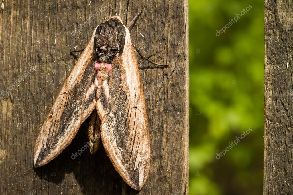 Hawk Moth on wood background close up Stock Photo by ©xtrekx 82648662