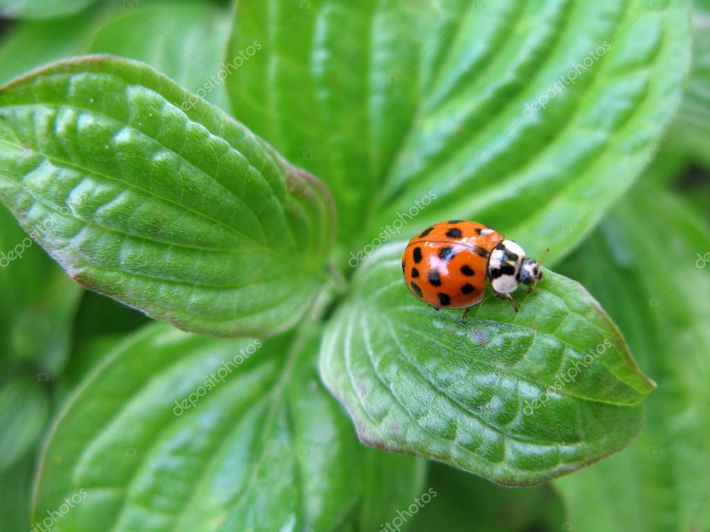 Ladybug — Stock Photo © o_april #78797130