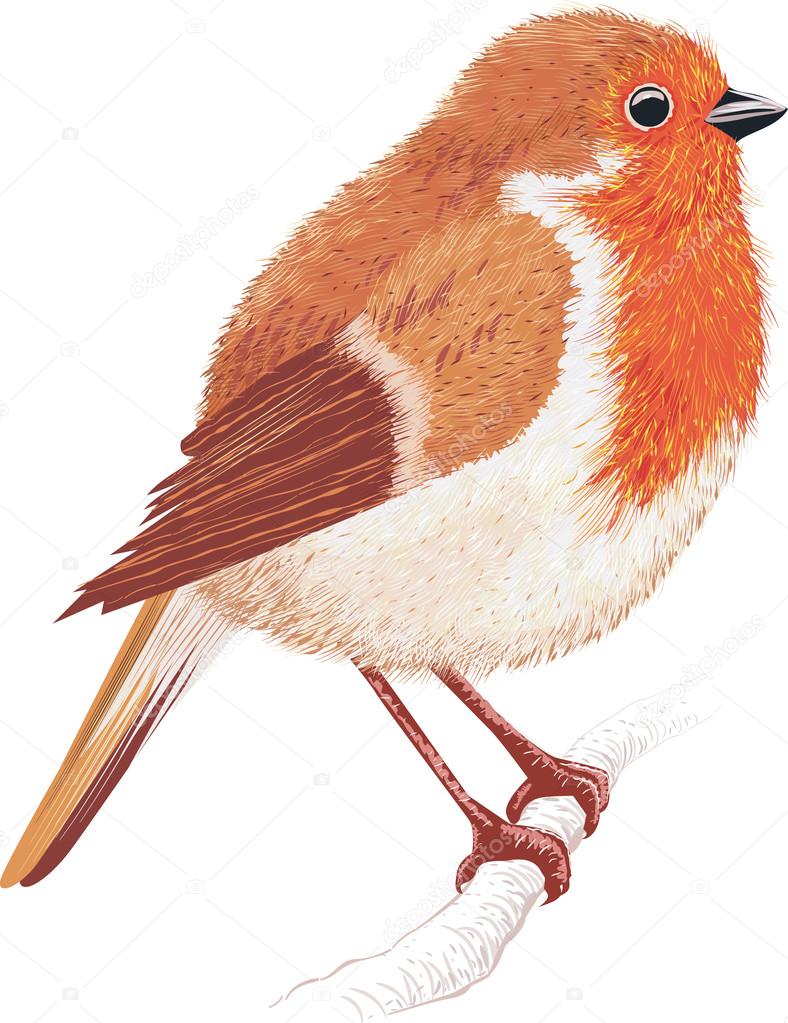Robin redbreast Stock Vector by ©Mikhaylova 81528140