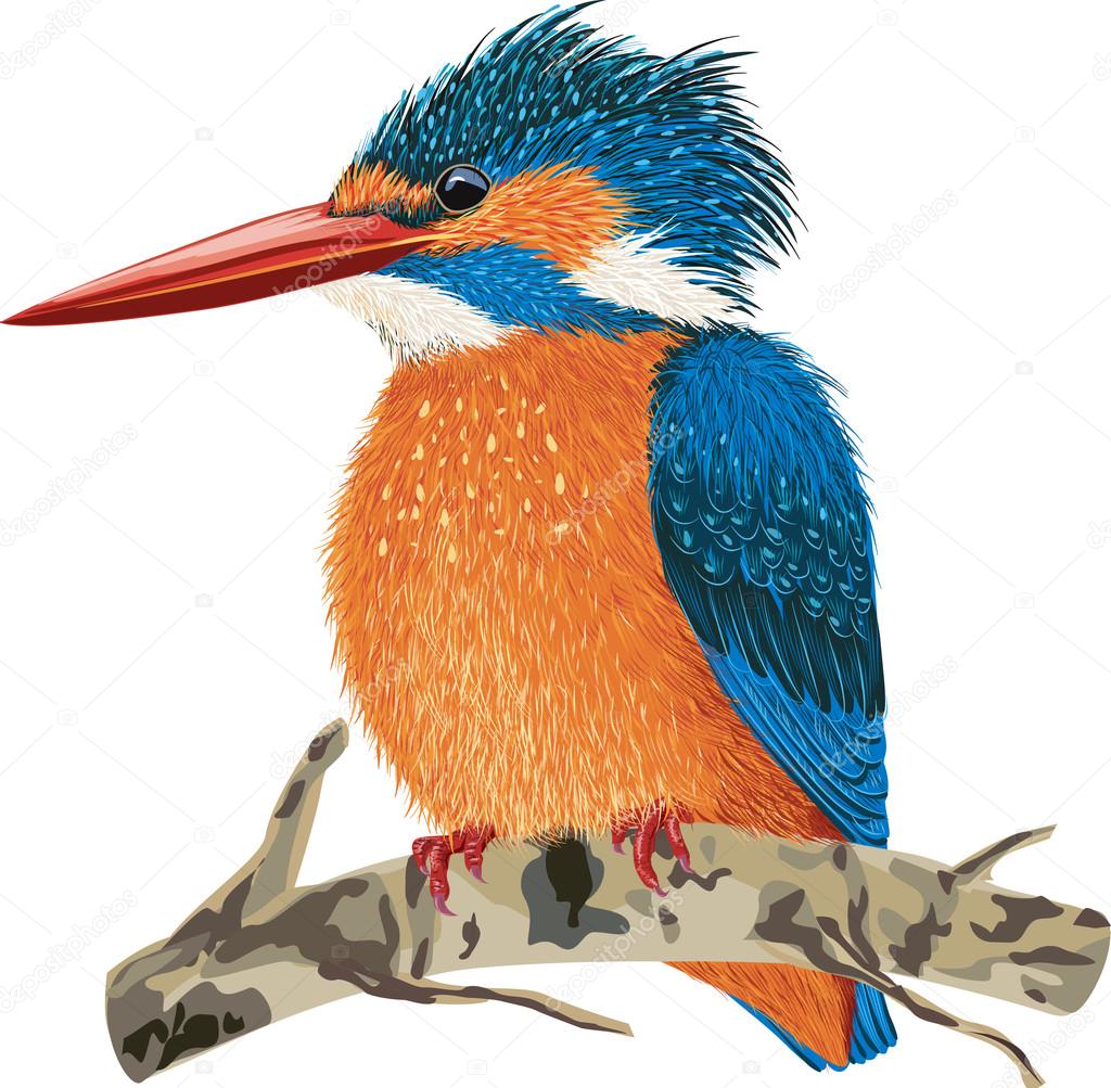 Kingfisher Stock Vector Image by ©Mikhaylova #82949742