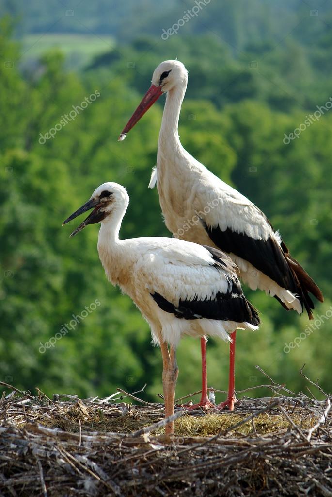 White stork in the nest with baby close-up on green background — Stock ...