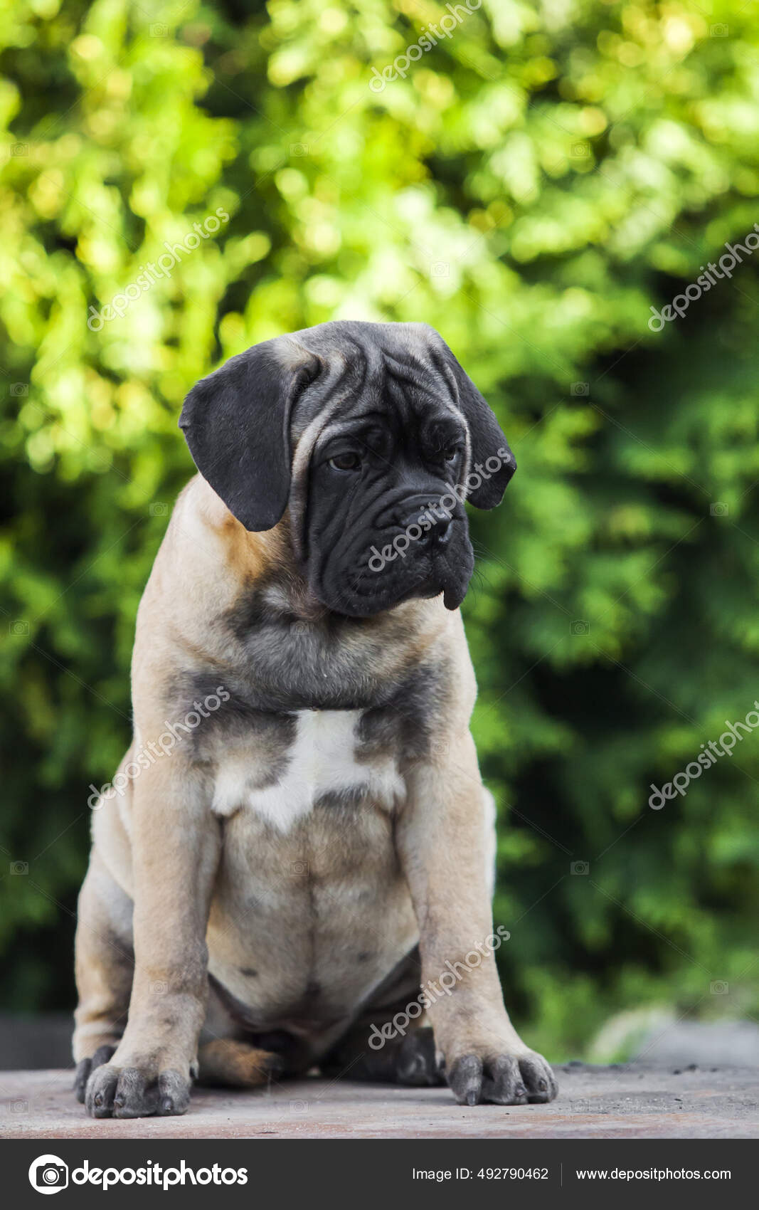 Cute Cane Corso Dog Outdoor — Stock Photo © sbolotova #492790462