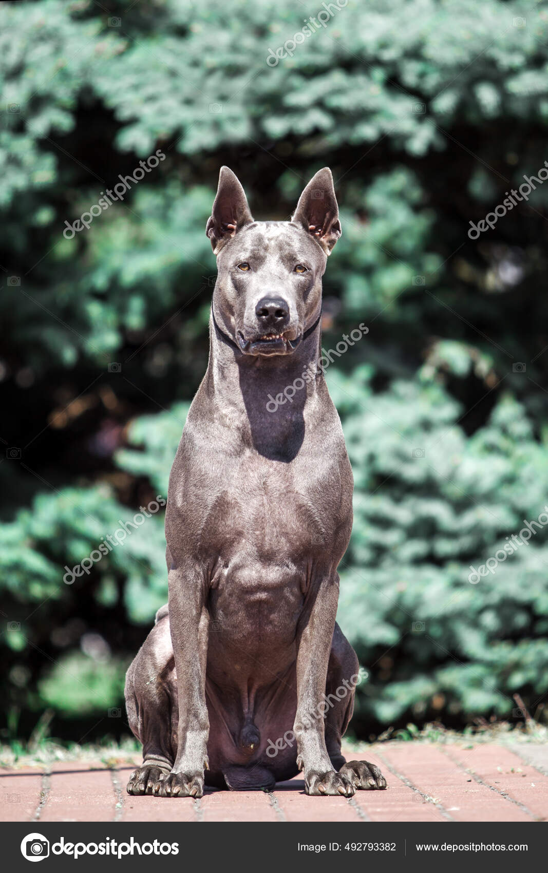 Can A Thai Ridgeback Live In Indonesia