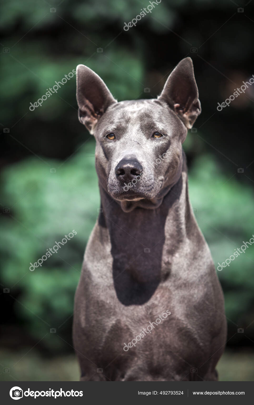 Thai Ridgeback Grey