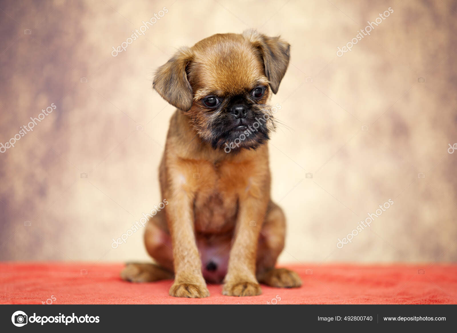Brussels Griffon Pug Mix