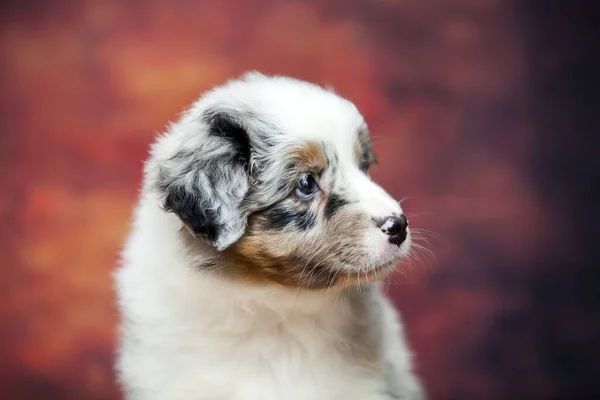 Cute Baby Australian Shepherd