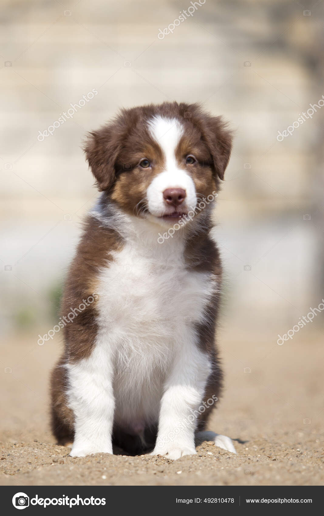 Cute Australian Shepherd Puppies