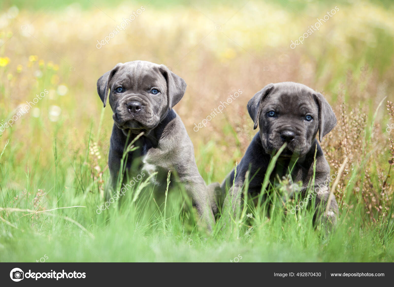 Cute Puppies Cane Corso Outdoor — Stock Photo © sbolotova #492870430