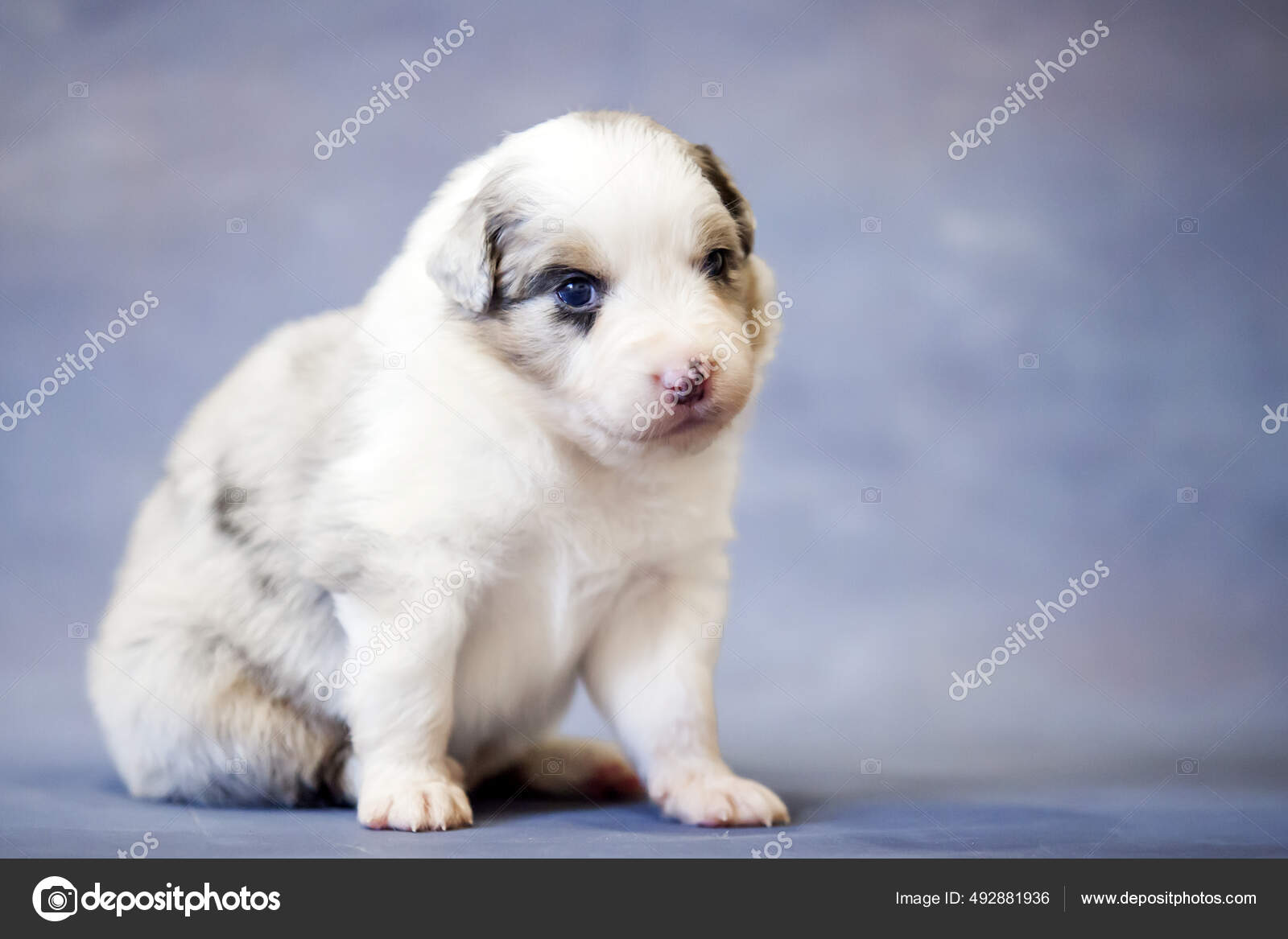 Grey Merle Australian Shepherd Puppy