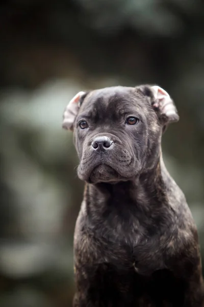 Angry black dog Stock Photos, Royalty Free Angry black dog Images ...