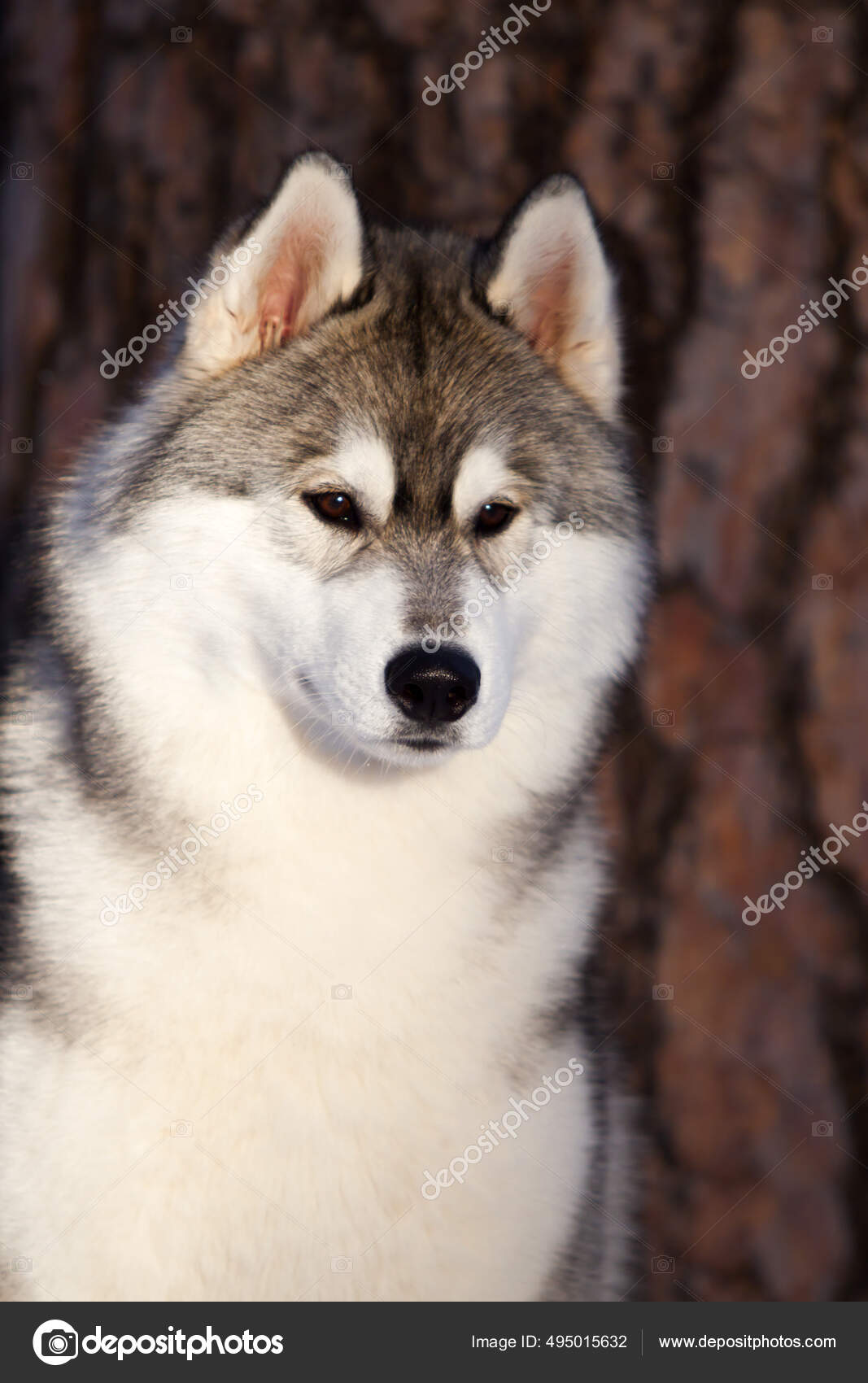 Adorable Siberian Husky Dog Outdoors — Stock Photo © sbolotova #495015632