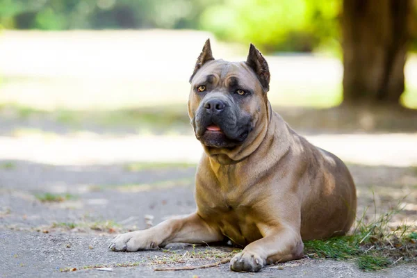 Italian Mastiff Pitbull Mix