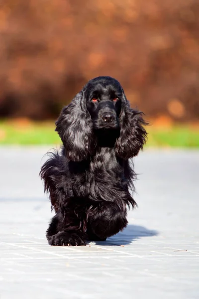 Black cocker spaniel Stock Photos, Royalty Free Black cocker spaniel ...