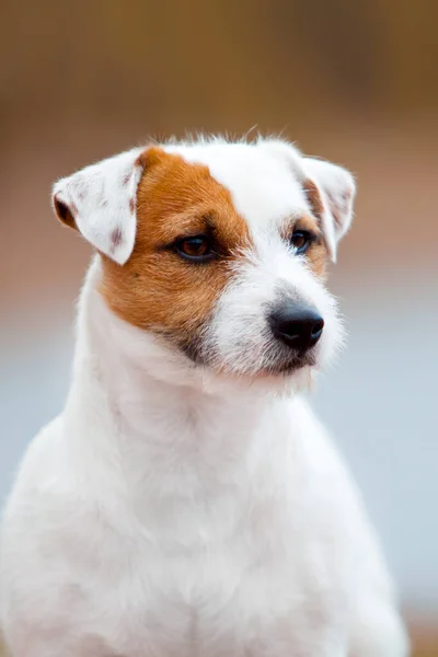 Pastor jack russell fotos de stock, imágenes de Pastor jack russell sin ...