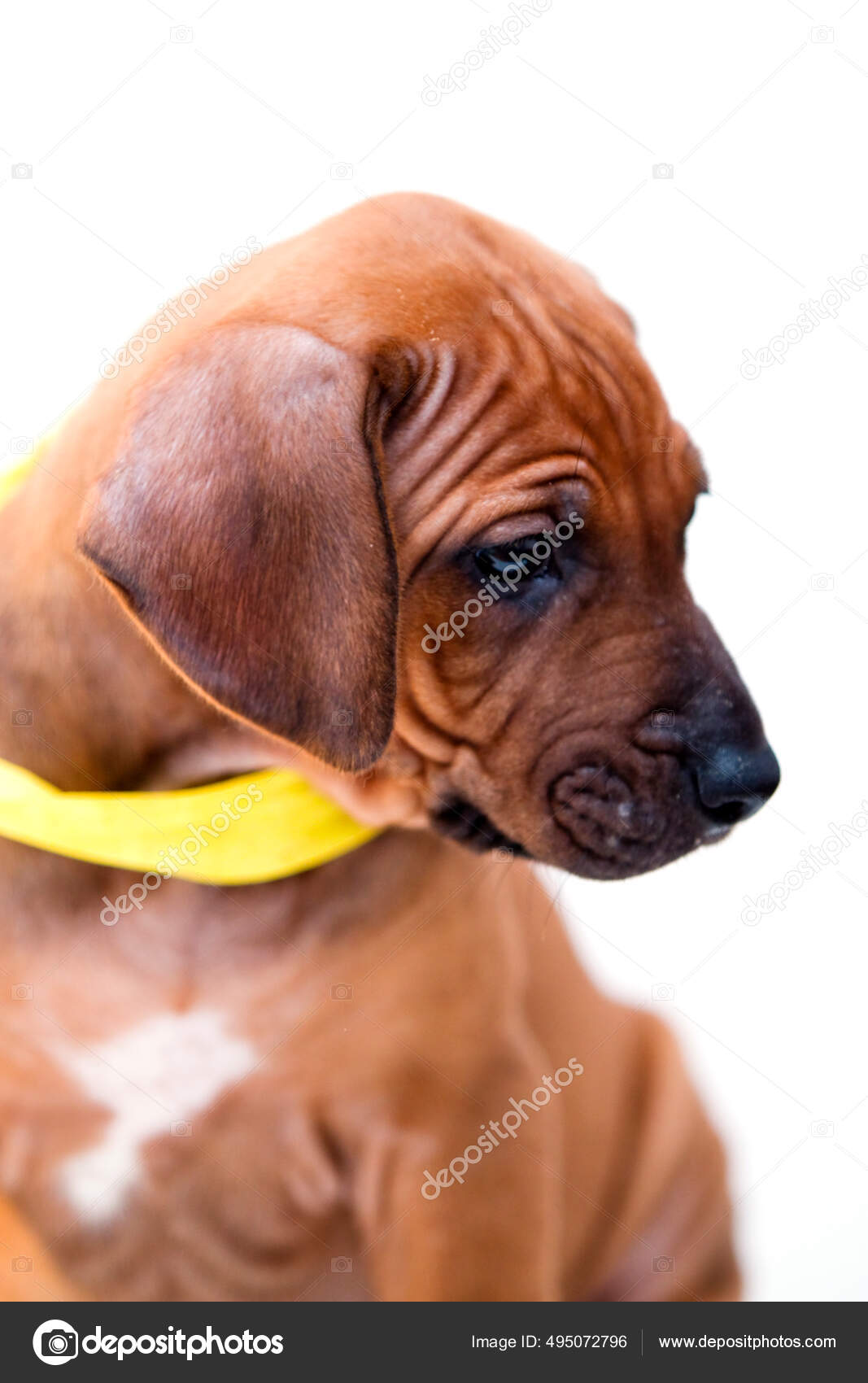 Rhodesian Ridgeback Dog Puppy Isolated White Background Stock Photo by ...