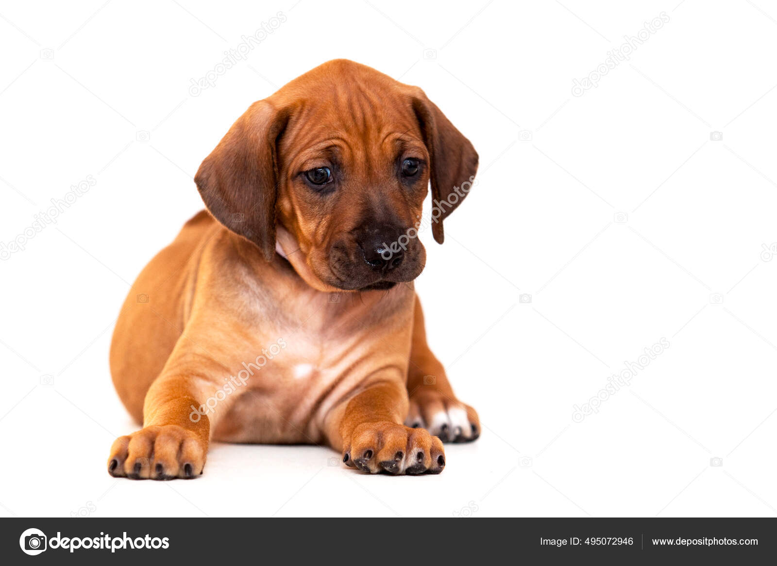 Rhodesian Ridgeback Dog Puppy Isolated White Background — Stock Photo ...