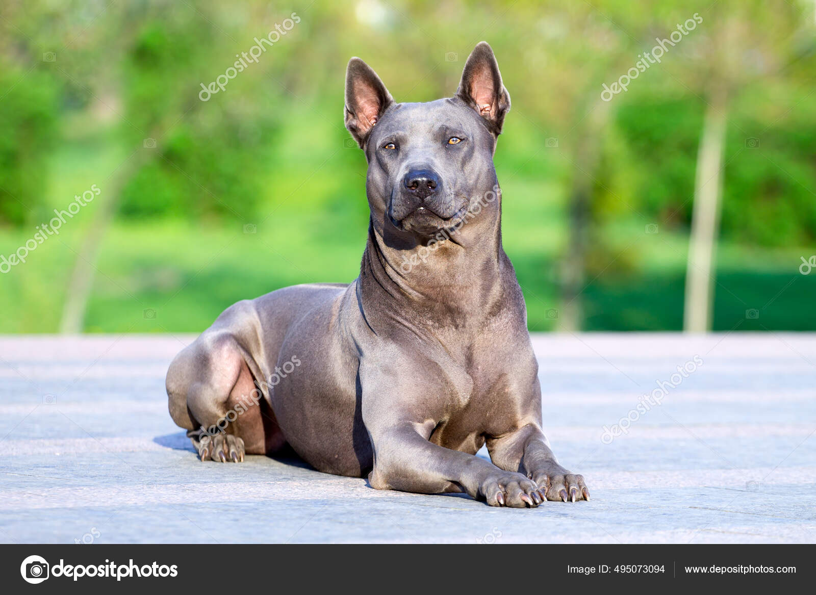 Ridgeback Dog Grey