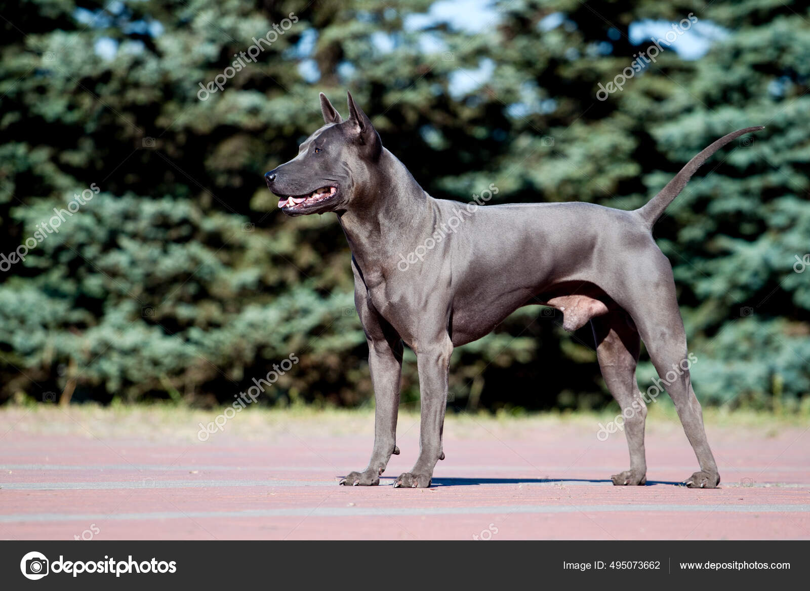 Ridgeback Dog Grey