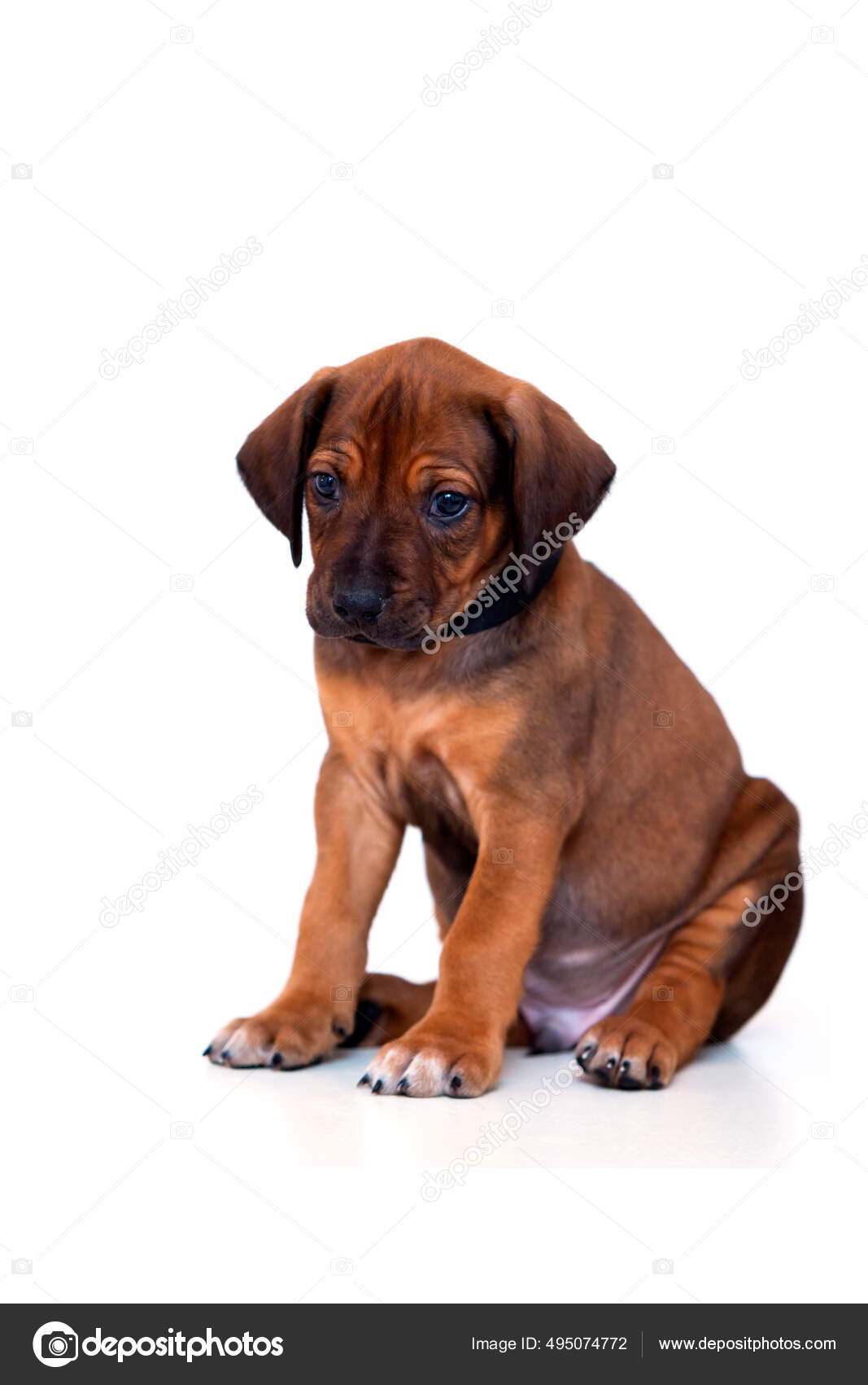 White Rhodesian Ridgeback