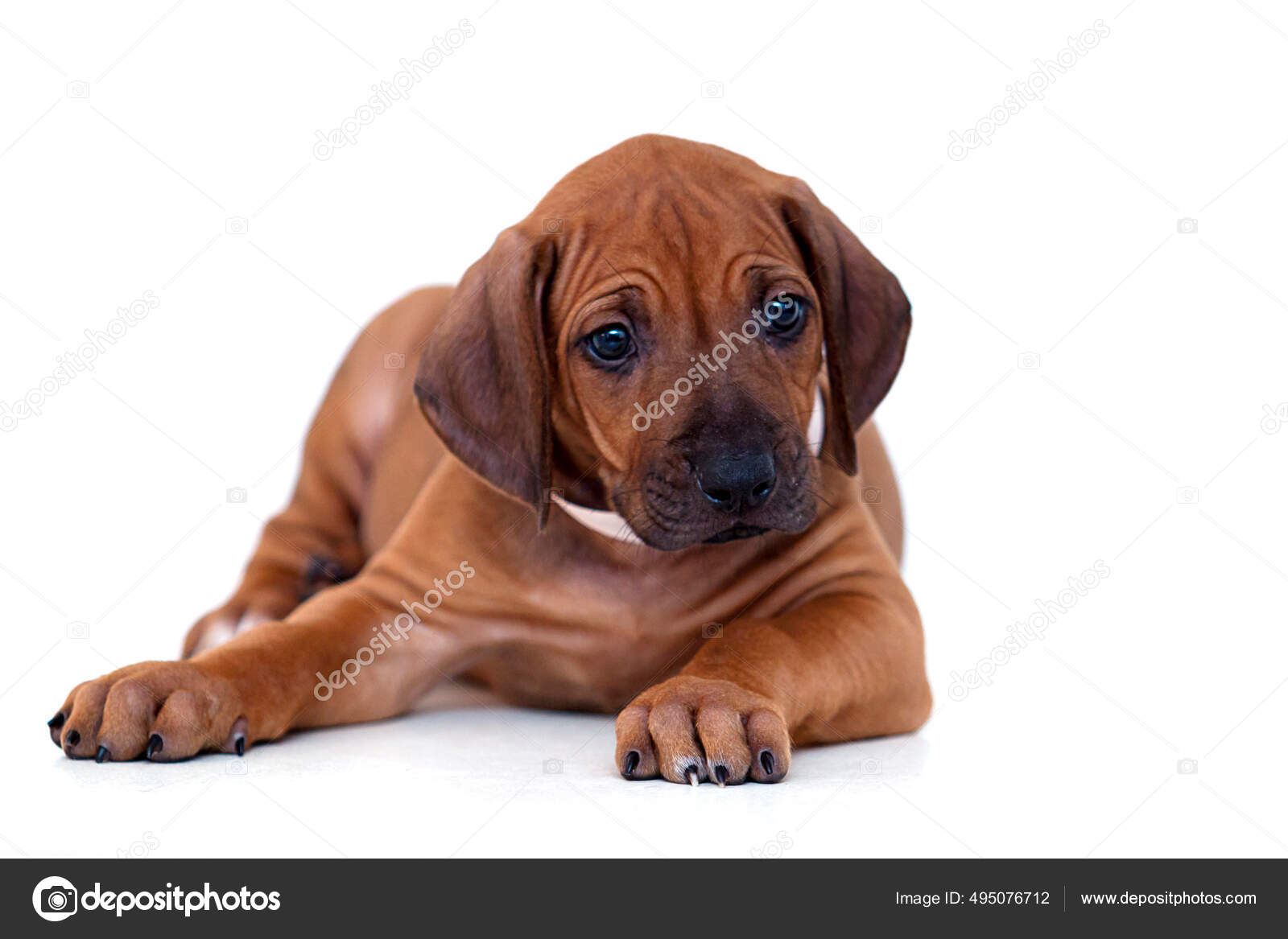 Rhodesian Ridgeback Dog Puppy Isolated White Background Stock Photo by ...